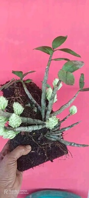 新几内亚原种头花头状石斛Dendrobium capituliflorum Rolfe 1901