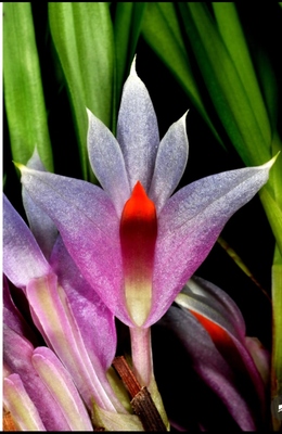 新几内亚青紫石斛Dendrobium violaceum Kraenz