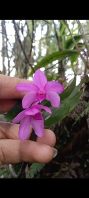 苏拉威西奥尔德石斛Dendrobium alderwereltianum J.J.Sm. 1917