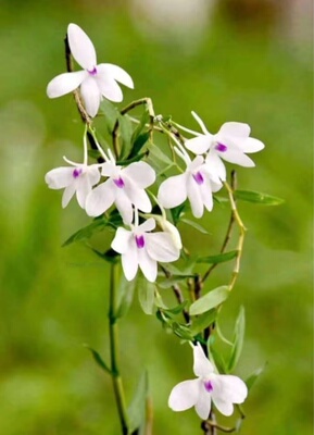 苏拉威西三褶石斛Dendrobium furcatum Reinw. ex Lindl. 1858