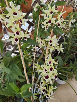 黑金石斛Dendrobium cv. Black Gold一盆