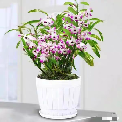 云南金钗石斛Den. nobile.一盆