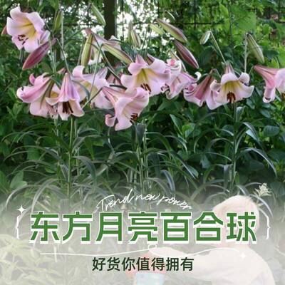 东方月亮进口百合种球OT系列庭院四季开花花卉盆栽罗宾娜黄天霸