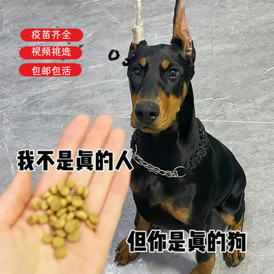 赛级杜宾犬幼犬纯种德系美系杜宾犬迷你犬警犬看家护卫犬宠物狗狗