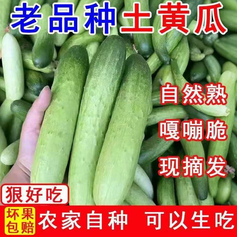 新鲜湖北农家自种老品种土黄瓜自然熟嘎嘣脆现摘发可以生吃