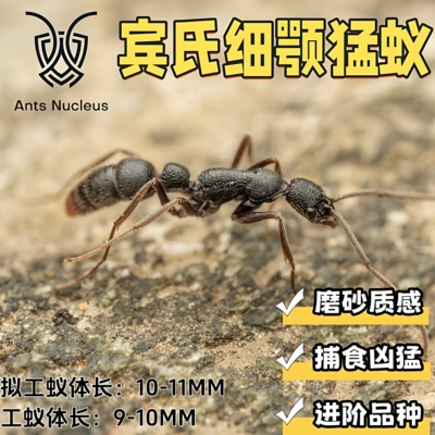 宾氏细颚猛蚁Leptgenys