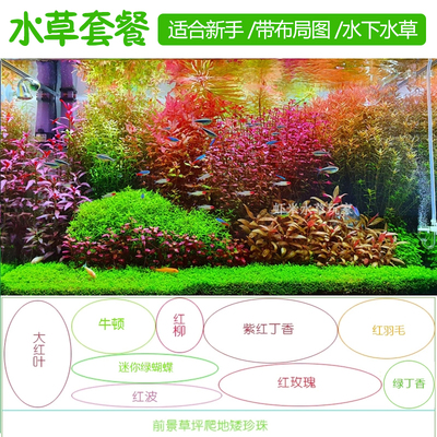 荷兰景水草新手好养水下宫廷牛毛