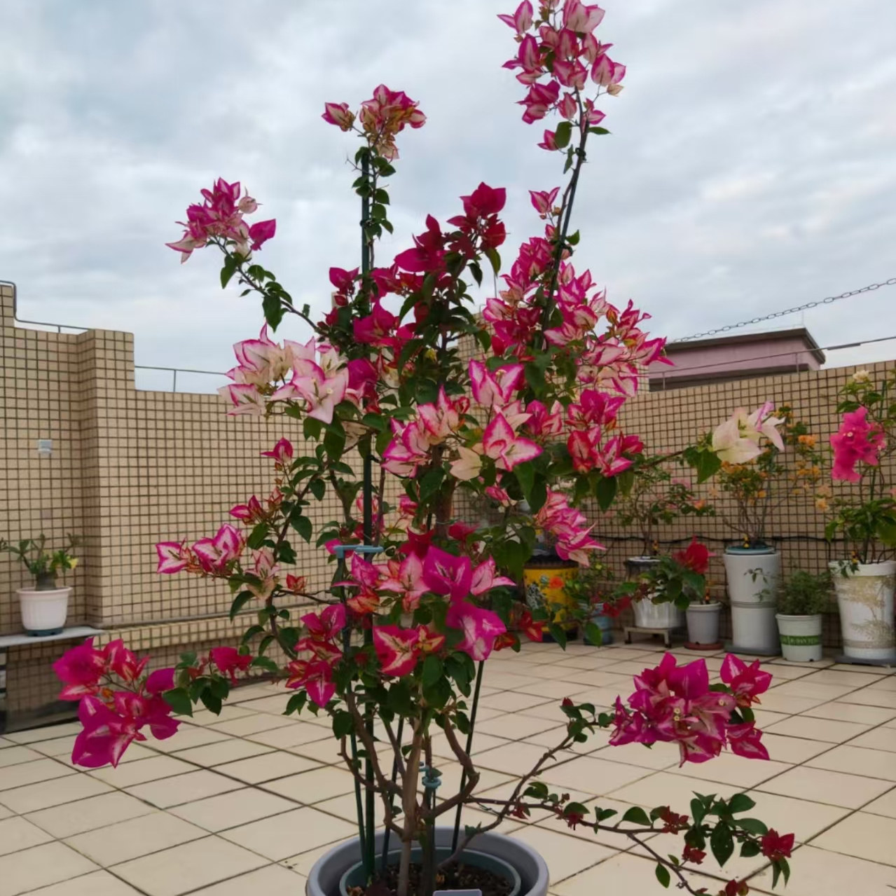 倾城 三角梅四季开花爬藤植物花卉 包对版
