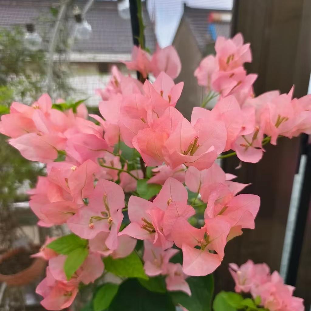 阿努娜带花带盆 三角梅四季爬藤植物花卉 包对版开花 盆苗 袋苗