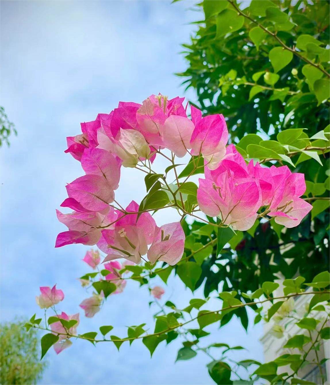 绿樱三角梅爬藤植物 杯苗 扦插苗 盆苗  小老桩