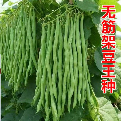 无筋架豆种子口感好蔬菜种子
