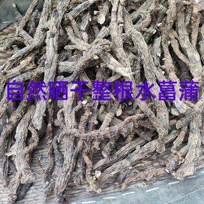 野生水菖蒲老根泥菖莆臭蒲根水菖蒲草根水剑草菖蒲龙根干货