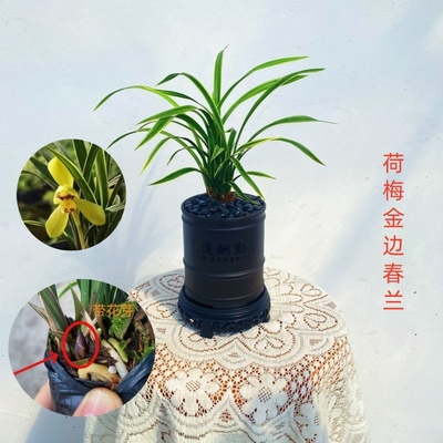 （带花芽）荷梅金边春兰带花芽 春兰荷瓣矮种细叶带线艺 精品金边