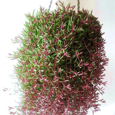Succulent hanging orchid plant 多肉植物吊兰盆栽垂吊室内花卉