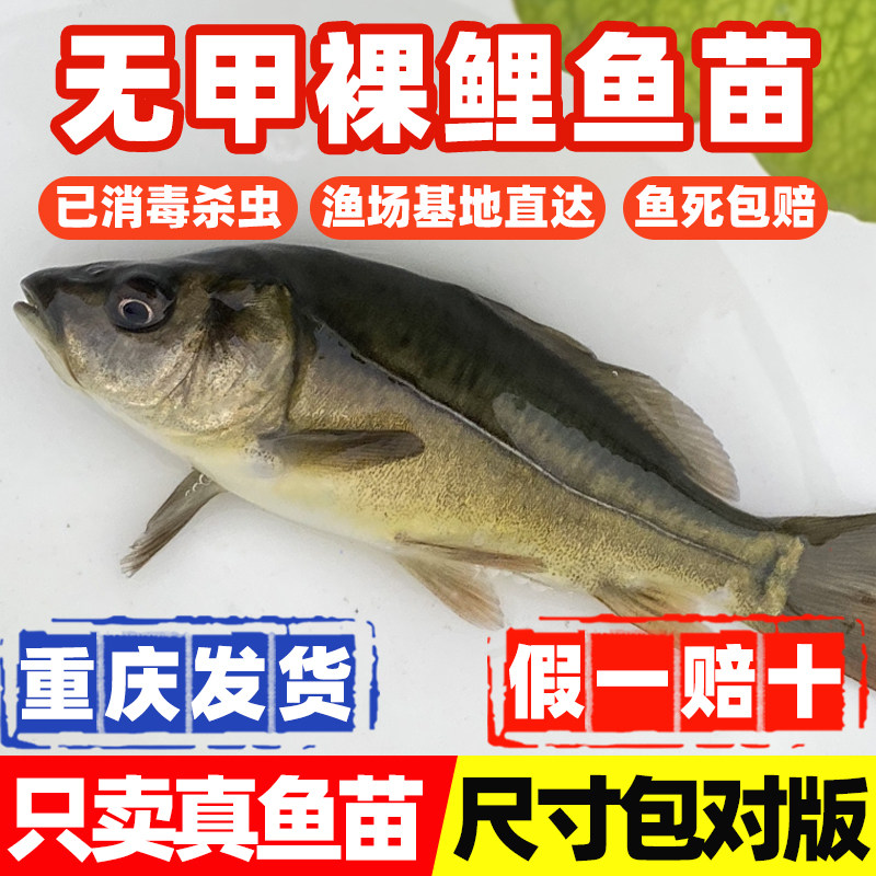 正宗裸鲤鱼苗三道鳞裸斑鱼无甲无磷鲤鱼活体鱼苗淡水养殖食用耐活