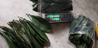 苏州西山新鲜青种枇杷叶 老叶 生批把叶250g现摘现发  江浙沪包邮