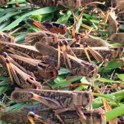 蚂蚱活体虫全公全母画眉鸟食