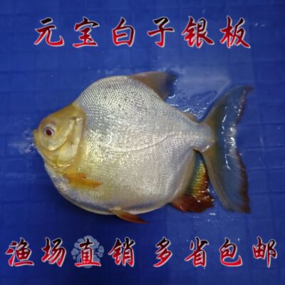 银板鱼元宝白子银板球体银板鱼活鱼龙鱼配鱼热带观赏鱼
