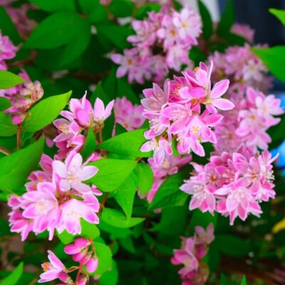 路兮小农民 溲疏雪樱花粉花盆栽庭院花卉植物丰花耐阴耐寒春季