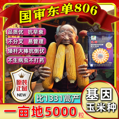 东亚种业高产玉米种子东单806