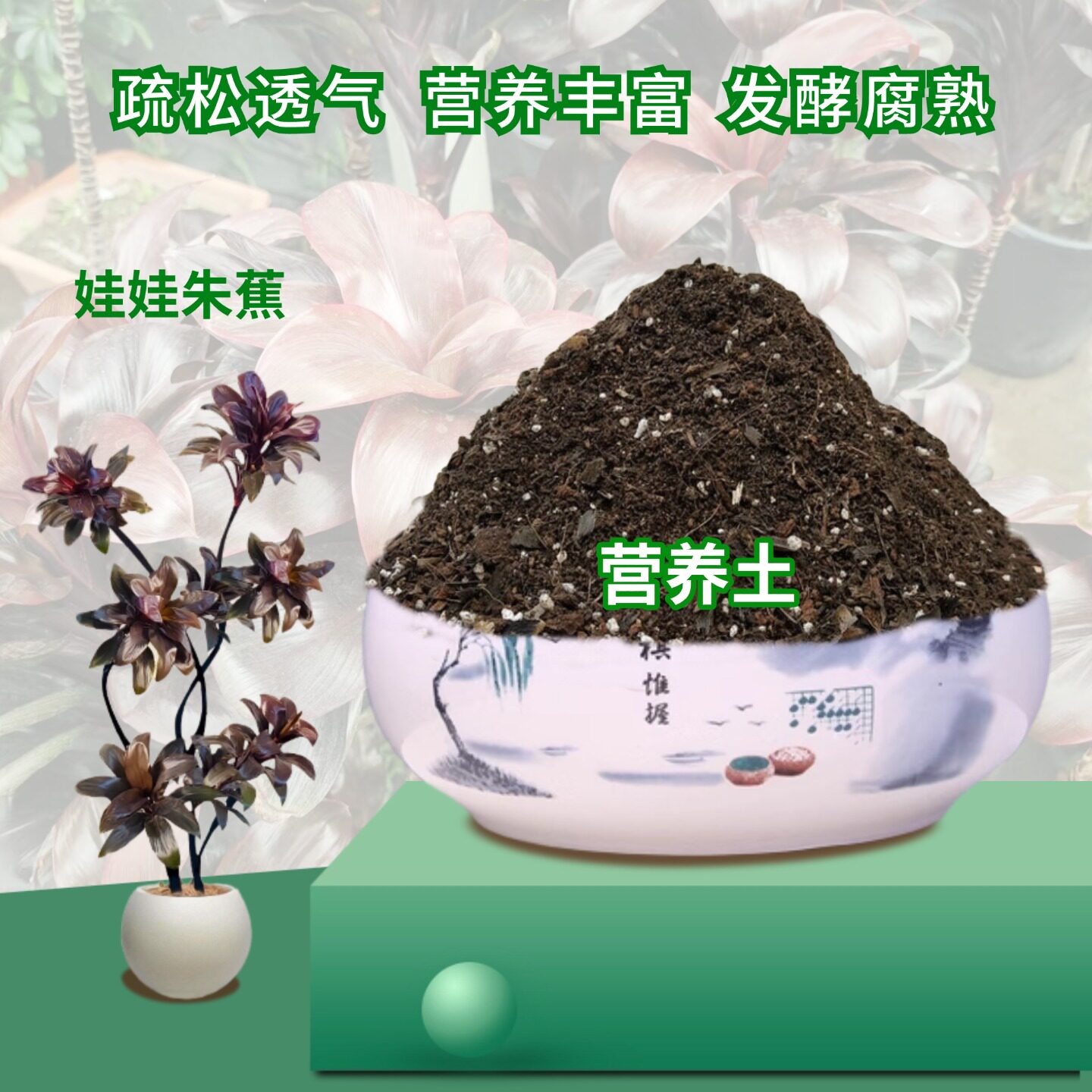 娃娃朱蕉盆栽紫气东来大型绿植营养花土客厅室内植物专用种植土