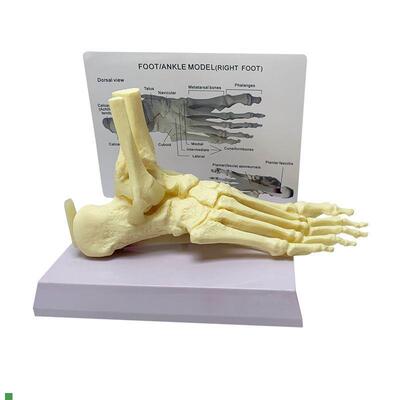 右脚骨模型踝关节足底韧带筋膜骨科临床教学用1比1仿真Z医用标本