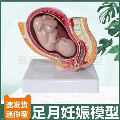 妊娠盆腔模型足月产科胎r儿产位产道子宫生殖受精卵形成妊娠过程