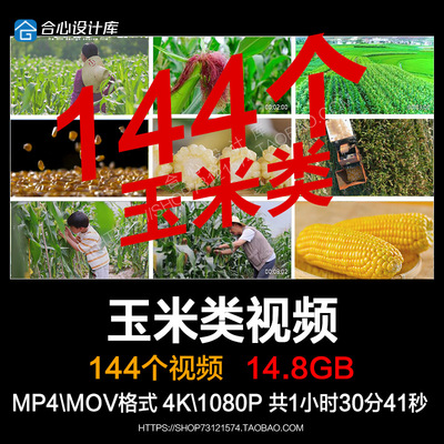 水果玉米农业丰收种植新鲜东北粘黏糯玉米黄嫩苞谷宣传片视频素材