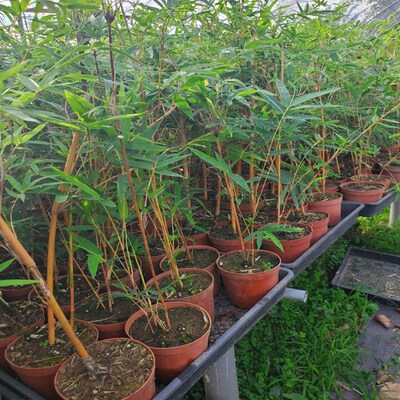 红竹红观音竹矮化竹子小绿植盆栽稀有品种文人书房竹盆景办公桌