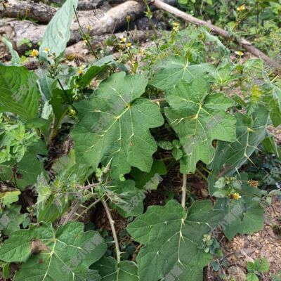 云南新鲜中药材根茎叶大颠茄野黄贡茄番鬼茄牙疼果子黄果茄