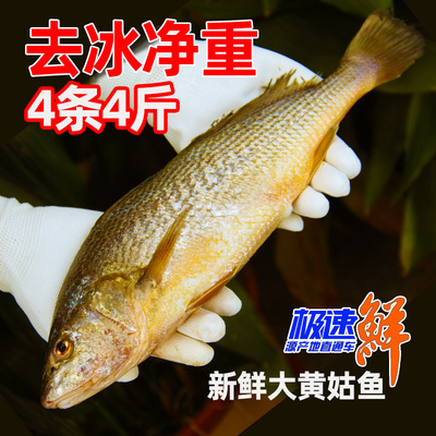 新鲜黄花鱼巡洋星大个1斤多每条