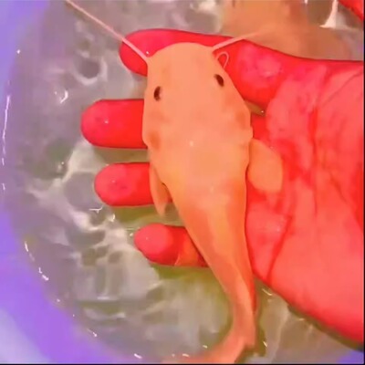 招财猫红龙金龙混养鱼