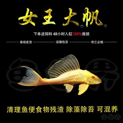 黄金红眼女王清道夫大帆女皇活体大小型除藻垃圾异型鱼热带观赏鱼