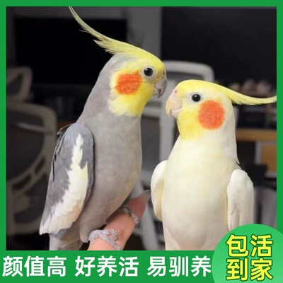 亲人能学说话唱歌的半毛宠物雏鸟玄凤鹦鹉活鸟黄化珍珠原始灰手养