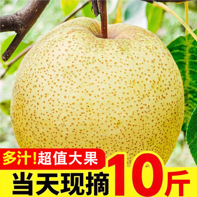 产地直发砀山梨果农直销