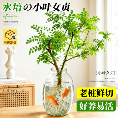 小叶女贞水培老桩丁香造型树旺宅室内好养茶室禅意高级感四季常青