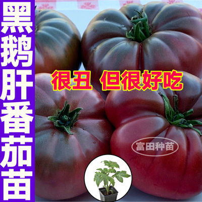 寿光黑鹅肝番茄苗秧老品种丑柿子大西红柿超甜沙瓤红牛排种籽四季