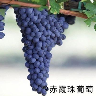 赤霞珠爬藤巨峰南方种植葡萄苗