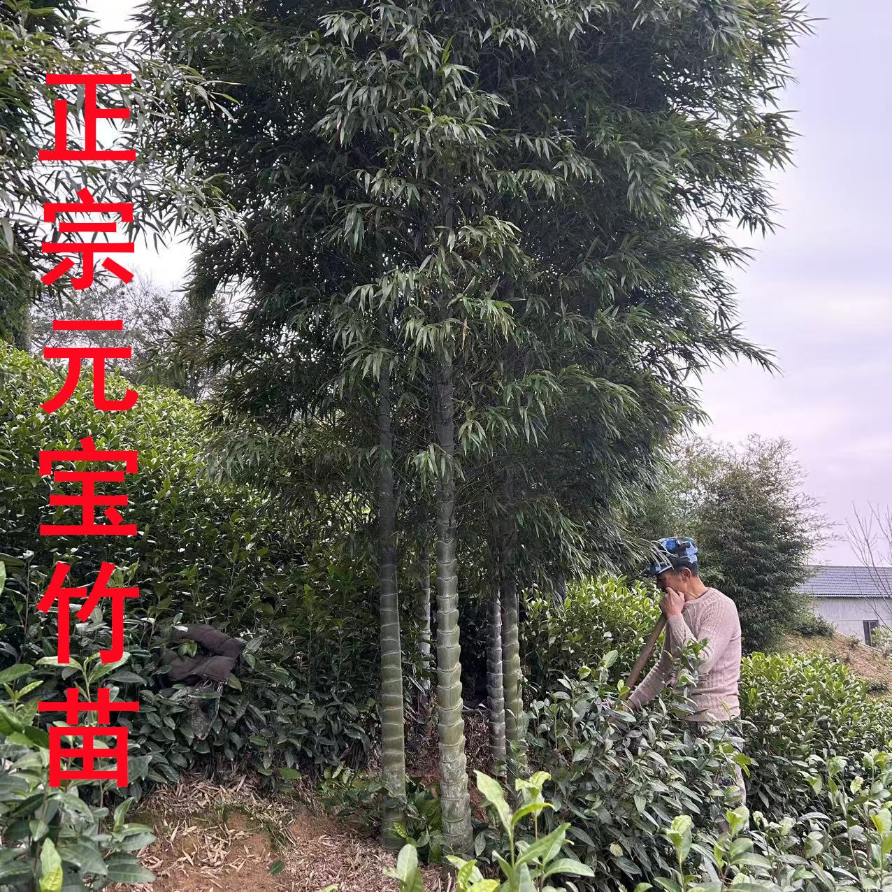 正宗元宝竹苗 圣音毛竹 大型耐寒观赏竹子苗 四季常绿 庭院风水竹