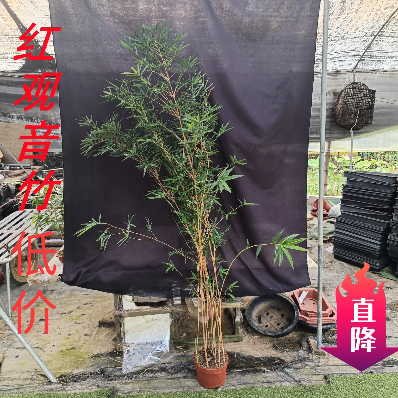 大盆红观音竹子苗 红竹 室内盆栽 办公室小盆栽 小微型风水红竹