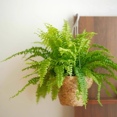 波士顿蕨草编盆室内客厅蕨类绿植