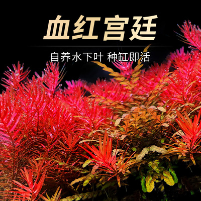红宫廷绿宫廷新手水草阴性造景
