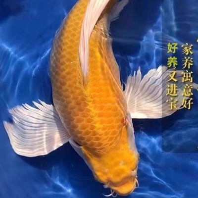 台湾彗星蝴蝶精品鱼淡水纯种鱼