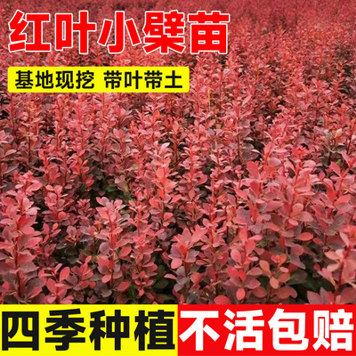 红叶小檗苗行道工程绿化苗木紫叶