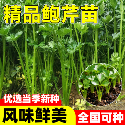 基地直供壮苗根系发达长势旺盛