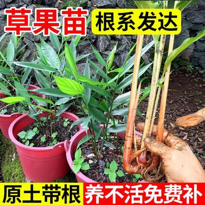 香料草果苗云南草果苗草果叶苗贵