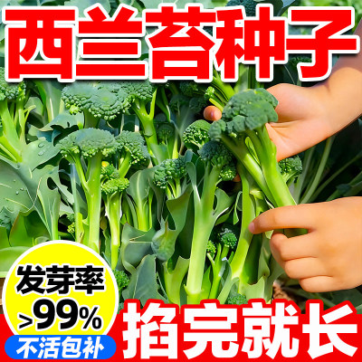 西兰苔种子新种西洋芥兰侧枝多高