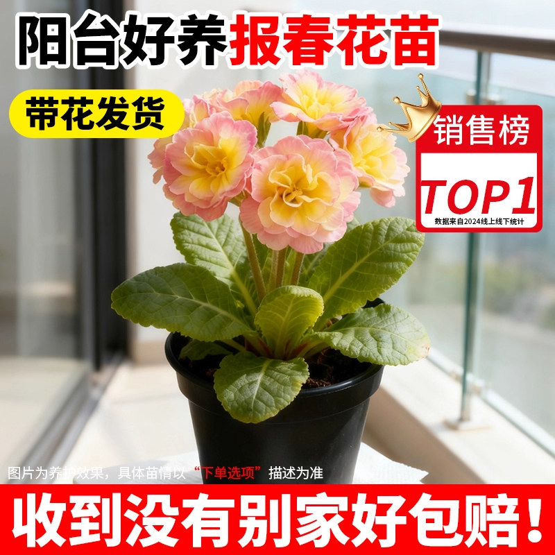 玫瑰报春花带花苞迎春重瓣小苗耐寒冬季室内外四季花卉年宵花植物