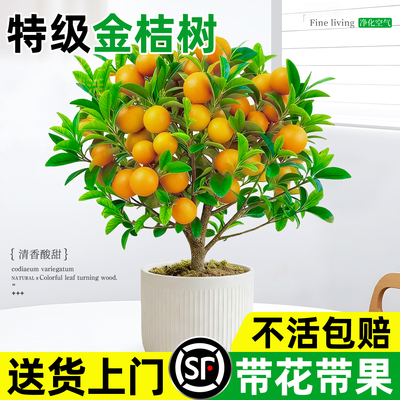 金桔树盆栽可食用树苗带