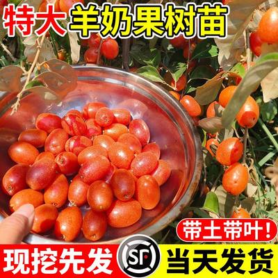 特大羊奶果嫁接苗胡颓子南北方